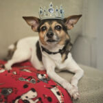 tiara - Baltimore Post-Examiner